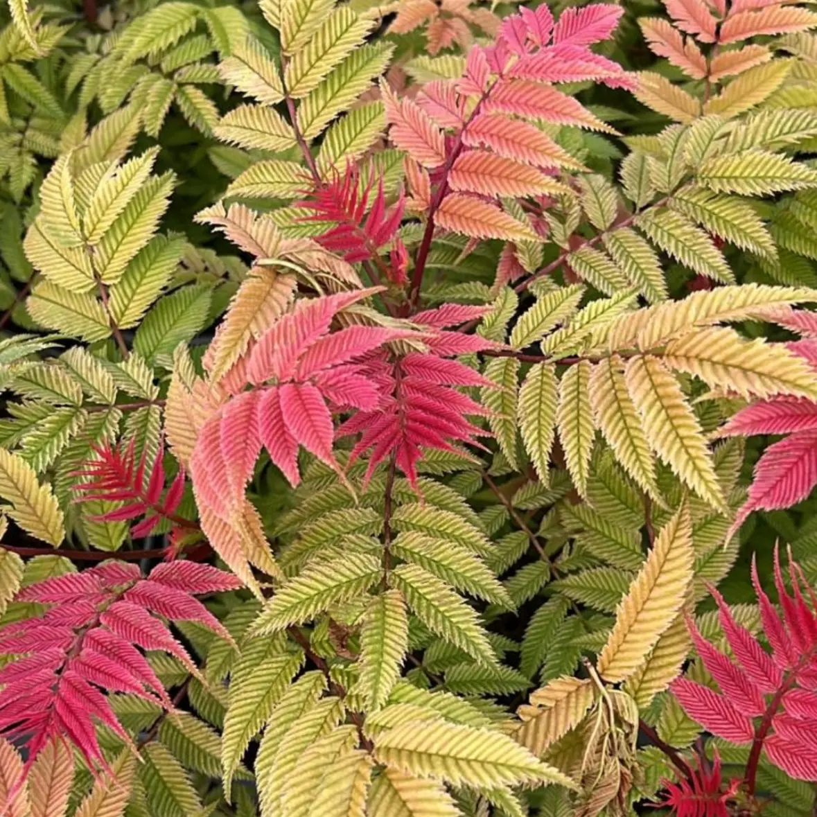 Sorbaria sorbifolia 'Crimson Feathers' - Cowell's Garden Centre ...