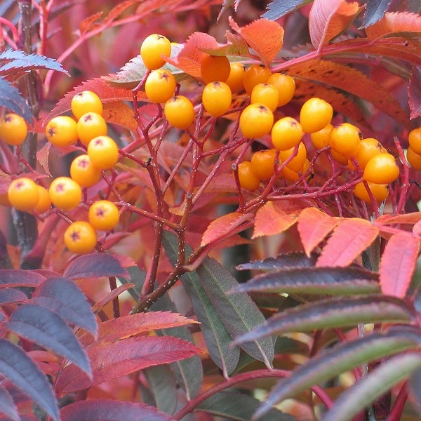 Sorbus 'Autumn Spire' 12L - Cowell's Garden Centre | Woolsington