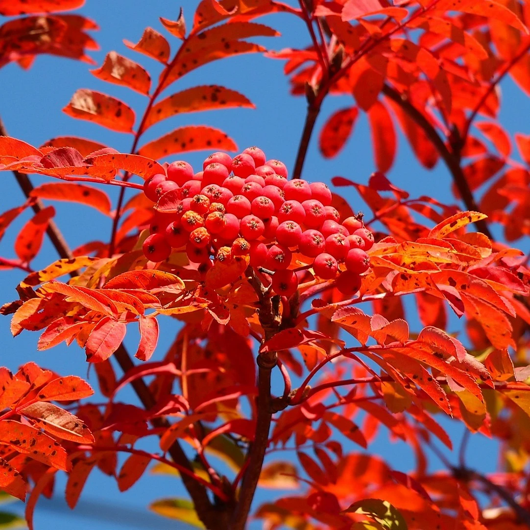 Sorbus commixta - Cowell's Garden Centre | Woolsington