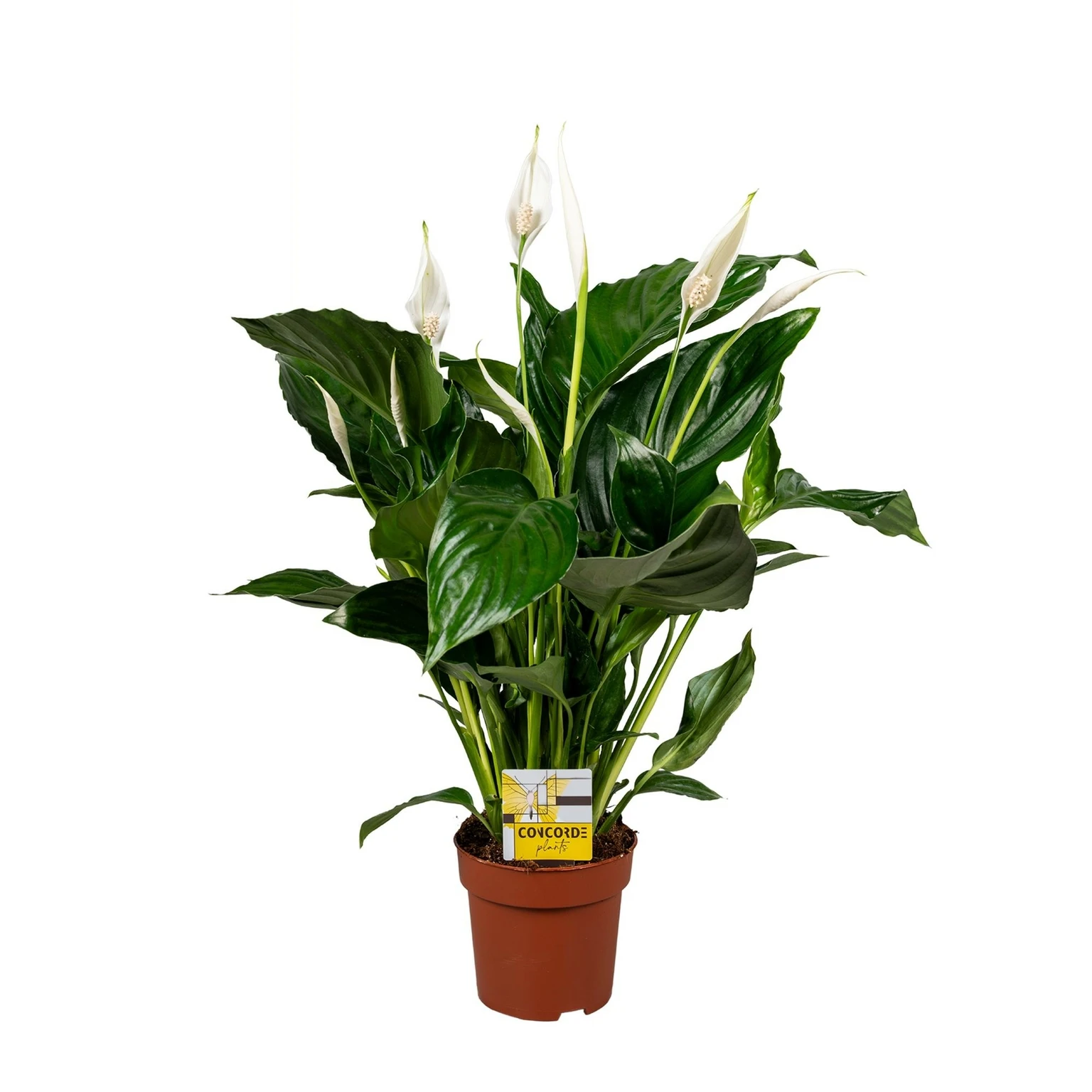 Spathiphyllum 'Sweet Ricardo' - Cowell's Garden Centre | Woolsington