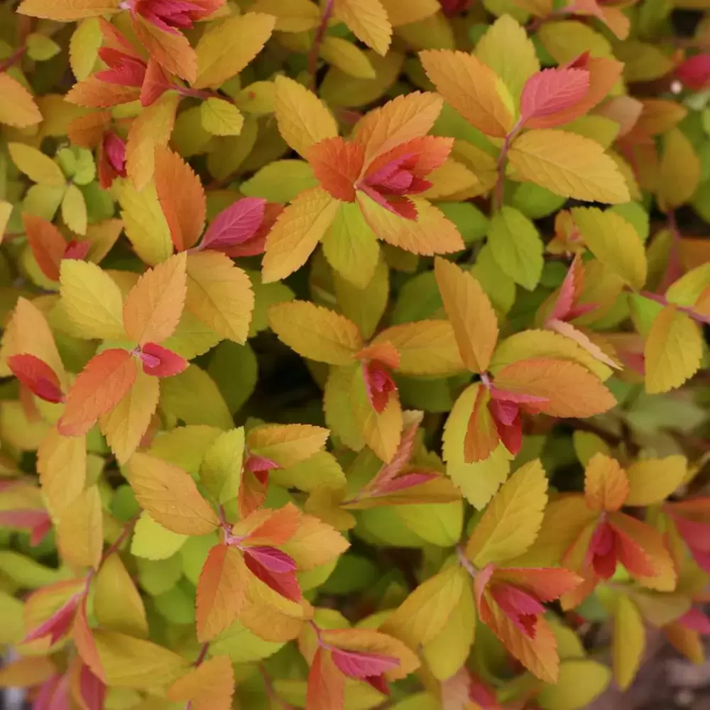 Spiraea 'Double Play Big Bang' 3L - Cowell's Garden Centre | Woolsington