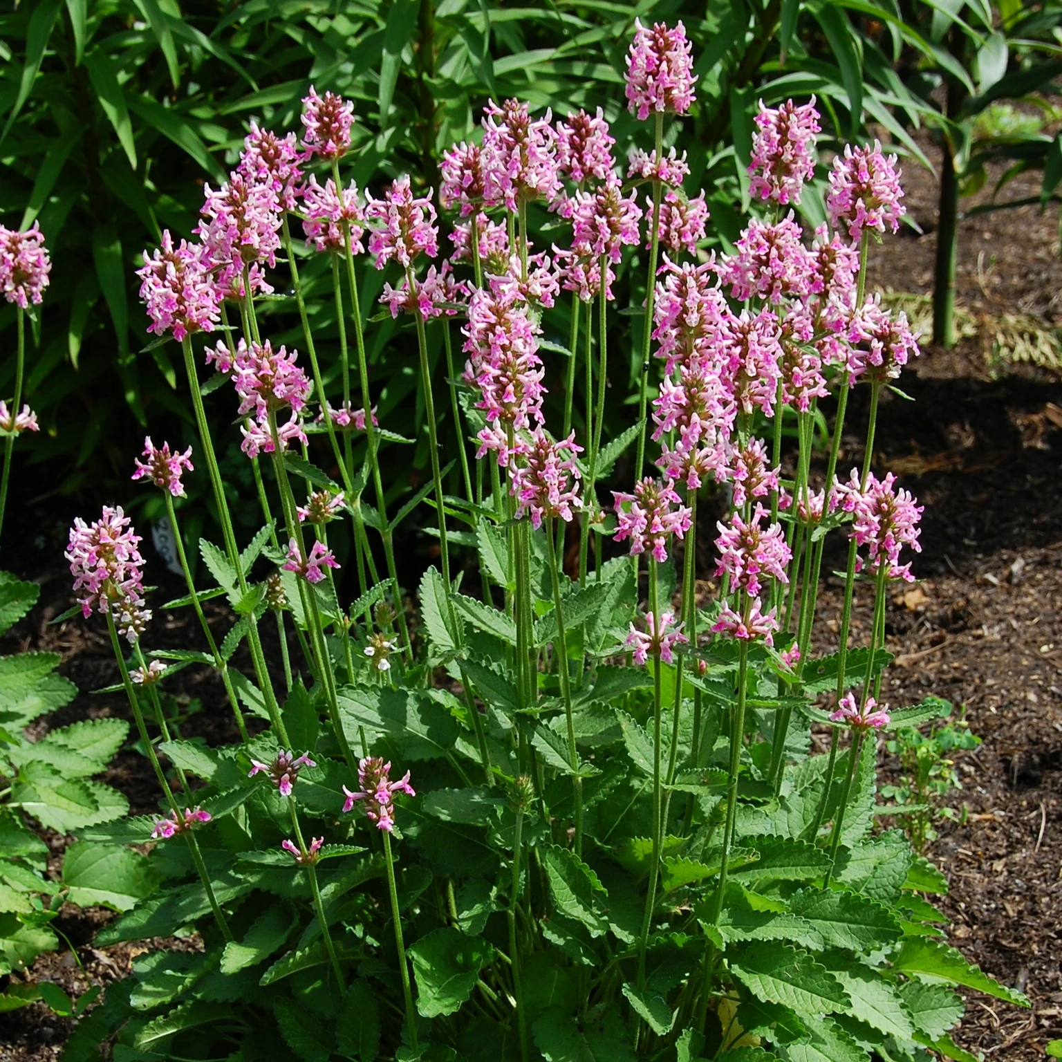 Stachys officinalis 'Pink Cotton Candy' - Cowell's Garden Centre ...