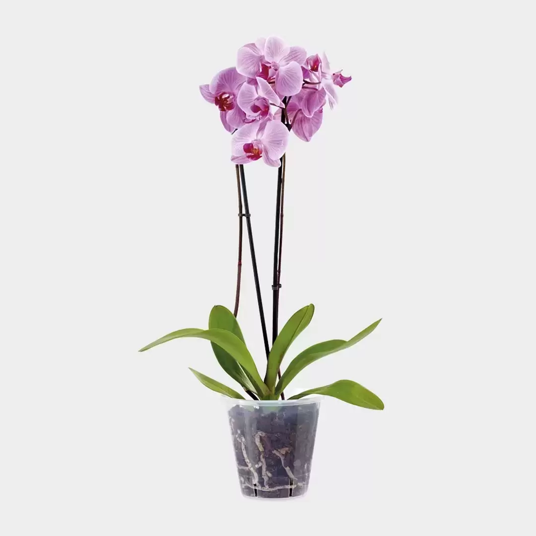 Stewart Clear Pot - 13cm - Cowell's Garden Centre | Woolsington