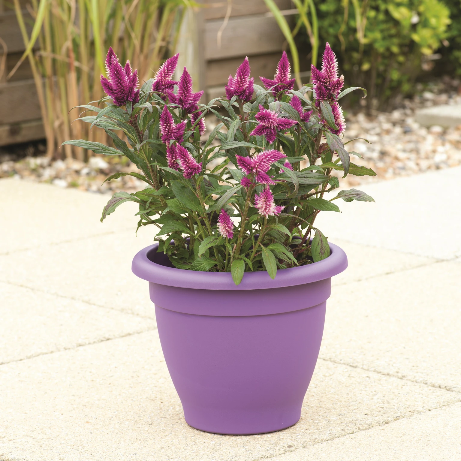 Stewart Essentials Lavender Planter - 33cm - Cowell's Garden Centre ...