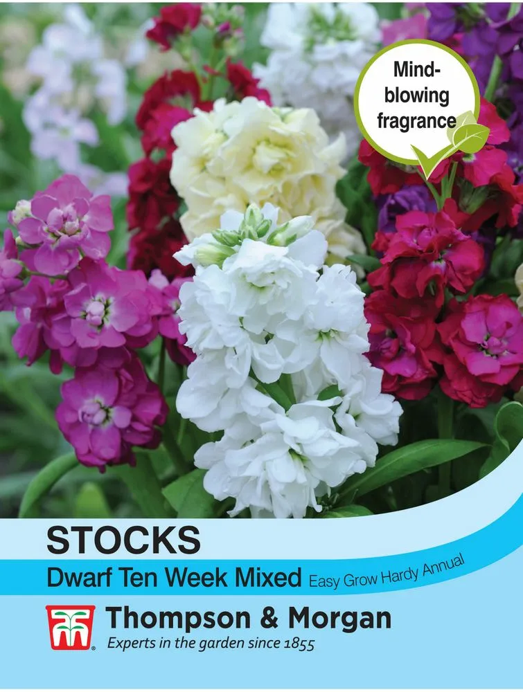 Stocks Dwarf Ten Week Mixed - Cowell's Garden Centre | Woolsington