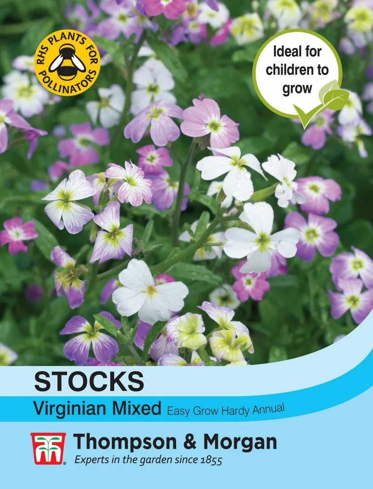 Stocks Virginia Mixed Seeds - Cowell's Garden Centre | Woolsington