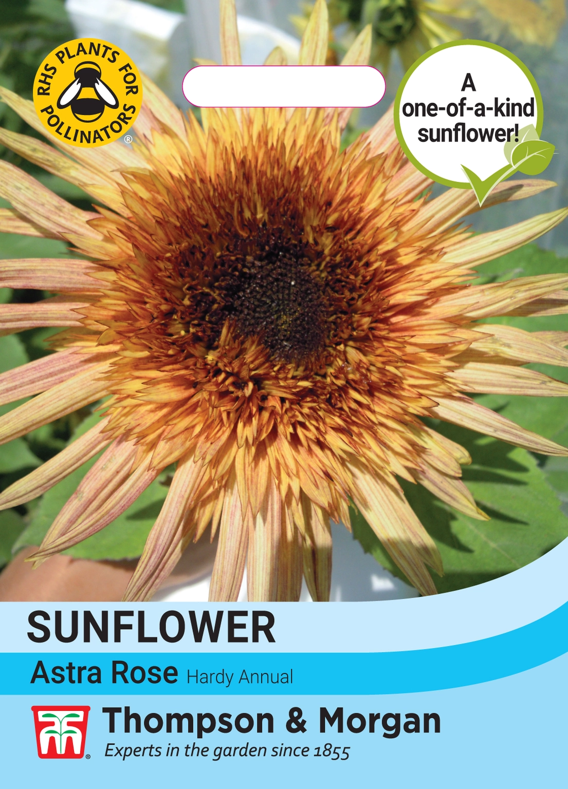 Sunflower Astra Rose Seeds - Cowell's Garden Centre | Woolsington