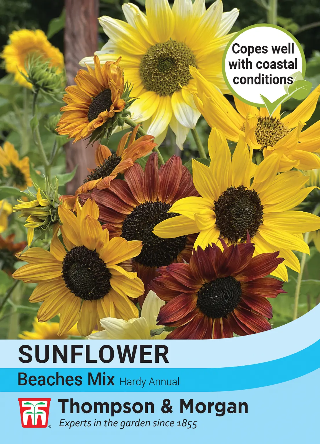 Sunflower Beaches Mix - Cowell's Garden Centre | Woolsington