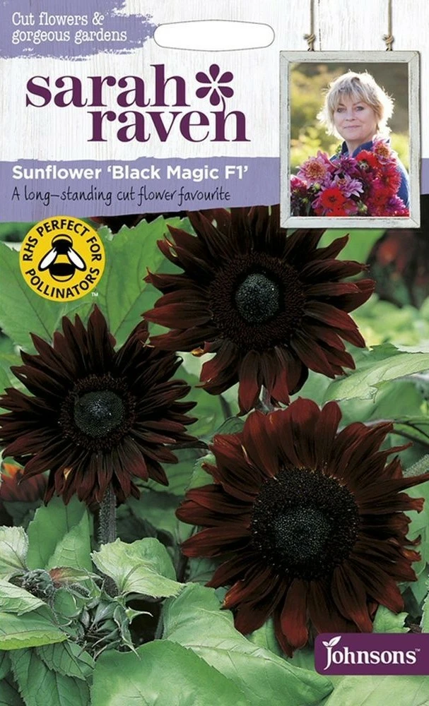 Sunflower Black Magic F1 - Cowell's Garden Centre | Woolsington