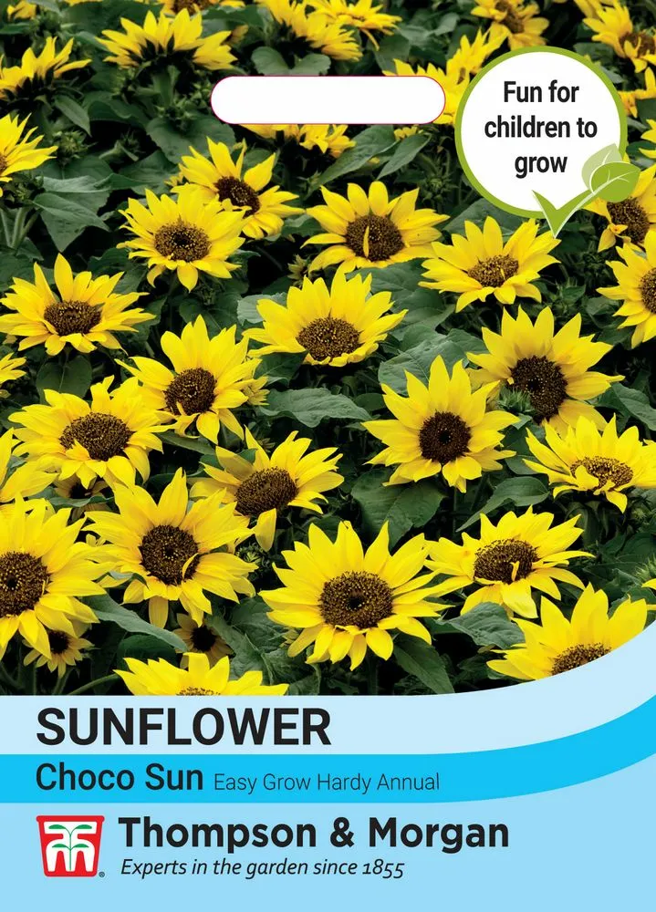 Sunflower Choco Sun Seeds - Cowell's Garden Centre | Woolsington