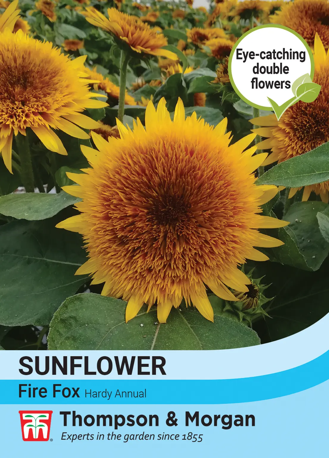 Sunflower Fire Fox - Cowell's Garden Centre | Woolsington