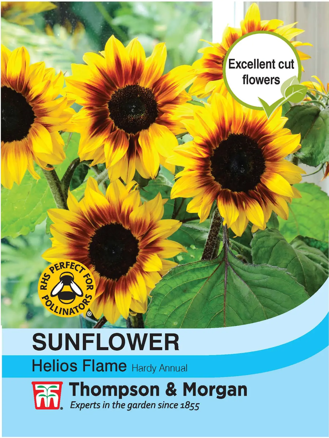 Sunflower Helios Flame - Cowell's Garden Centre | Woolsington