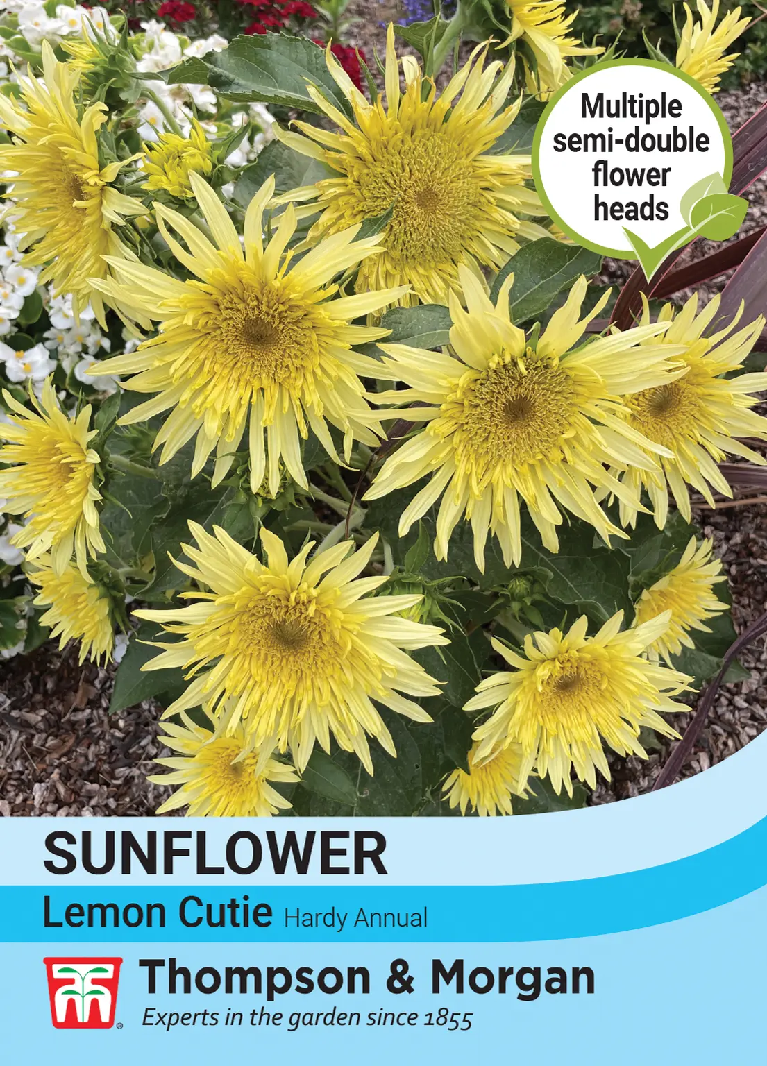Sunflower Lemon Cutie F1 - Cowell's Garden Centre | Woolsington