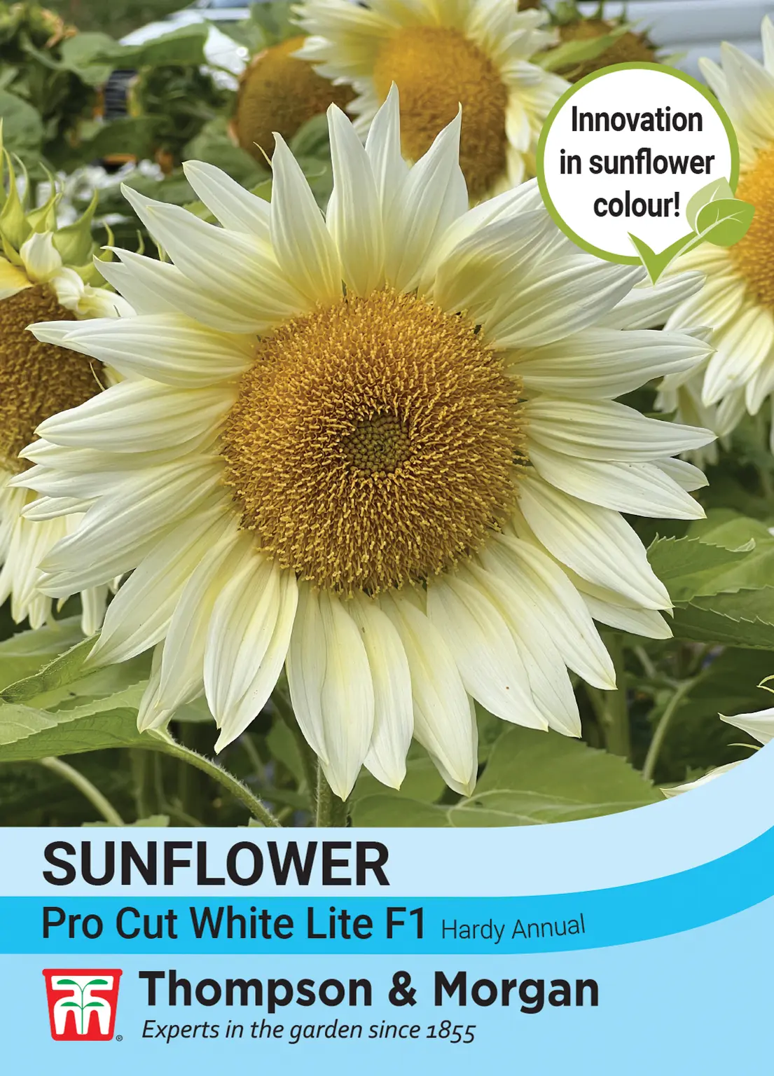 Sunflower Pro Cut White Lite F1 - Cowell's Garden Centre | Woolsington