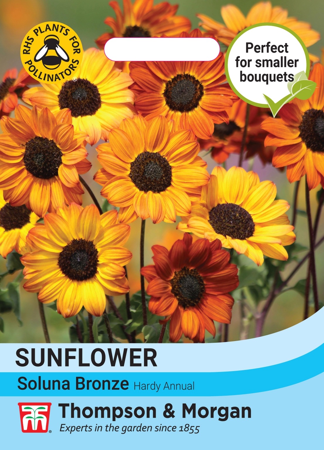 Sunflower Soluna Bronze - Cowell's Garden Centre | Woolsington
