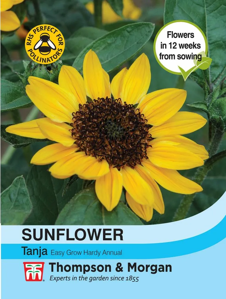 Sunflower Tanja F1 - Cowell's Garden Centre | Woolsington
