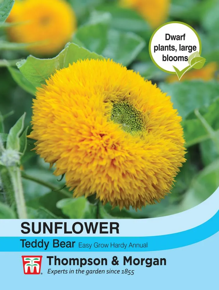 Sunflower Teddy Bear - Cowell's Garden Centre | Woolsington
