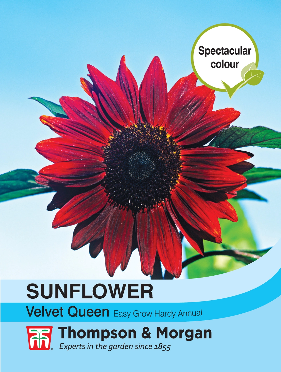 Sunflower Velvet Queen - Cowell's Garden Centre | Woolsington