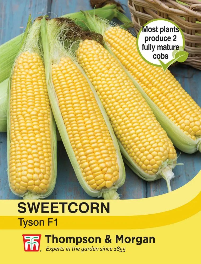 Sweet Corn Tyson Seeds - Cowell's Garden Centre | Woolsington