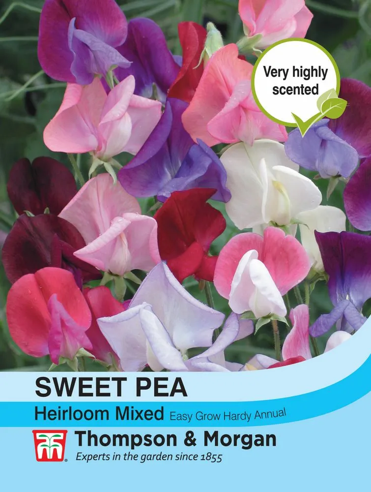 Sweet Pea Heirloom Mix - Cowell's Garden Centre | Woolsington