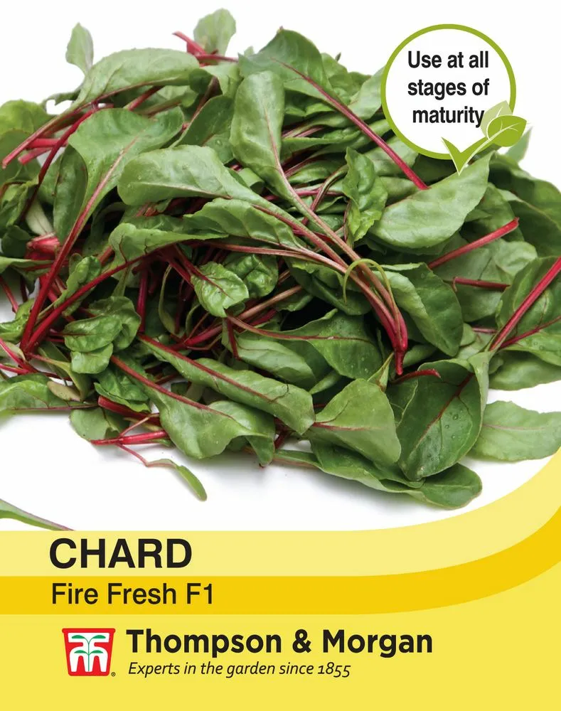 Swiss Chard Fire Fresh - Cowell's Garden Centre | Woolsington