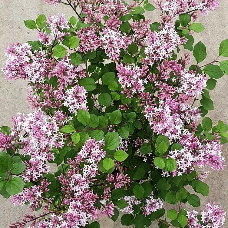 Syringa 'Red Pixie' 2L - Cowell's Garden Centre | Woolsington