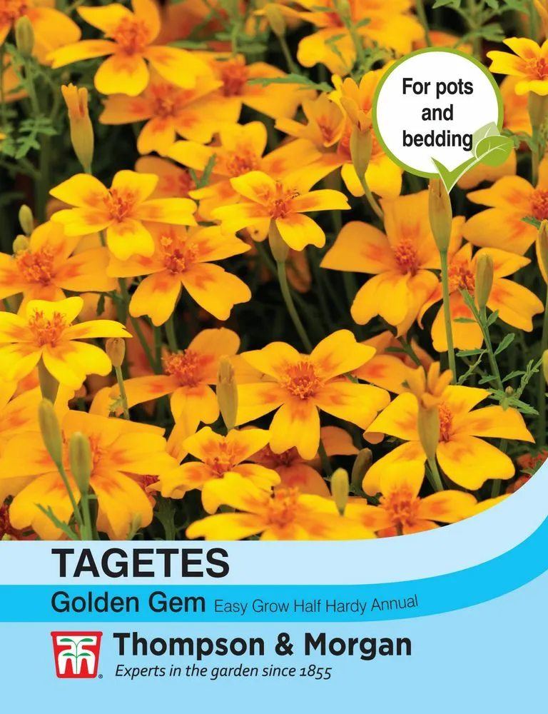 Tagetes Golden Gem - Cowell's Garden Centre | Woolsington