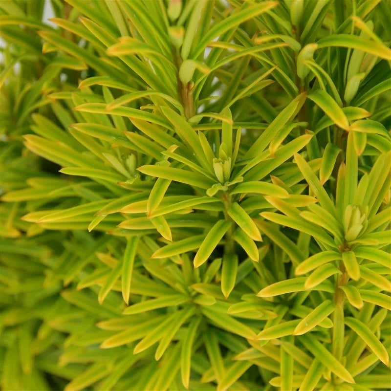 Taxus baccata 'David' 1L - Cowell's Garden Centre | Woolsington