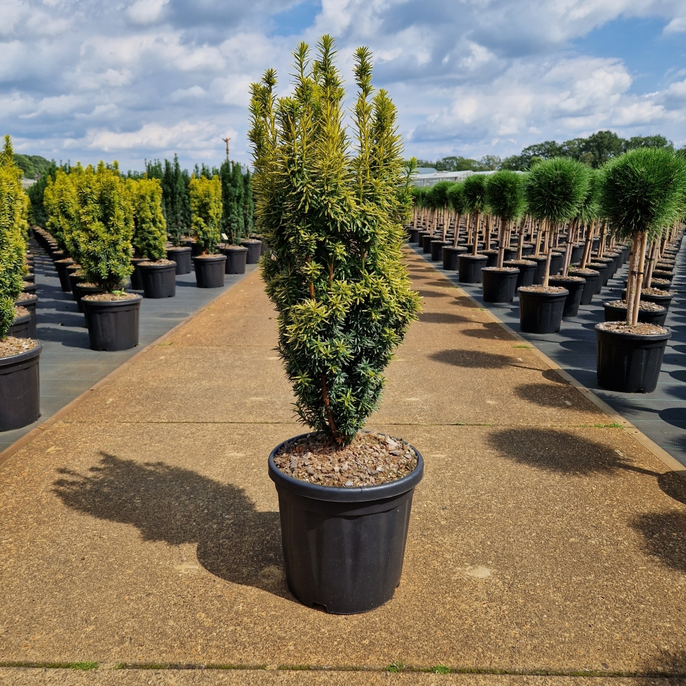 Taxus baccata 'David' 15L - Cowell's Garden Centre | Woolsington