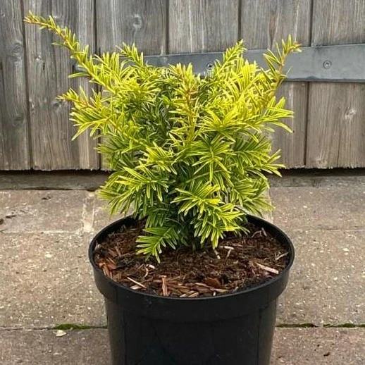 Taxus baccata 'Golden Carol' 1L - Cowell's Garden Centre | Woolsington