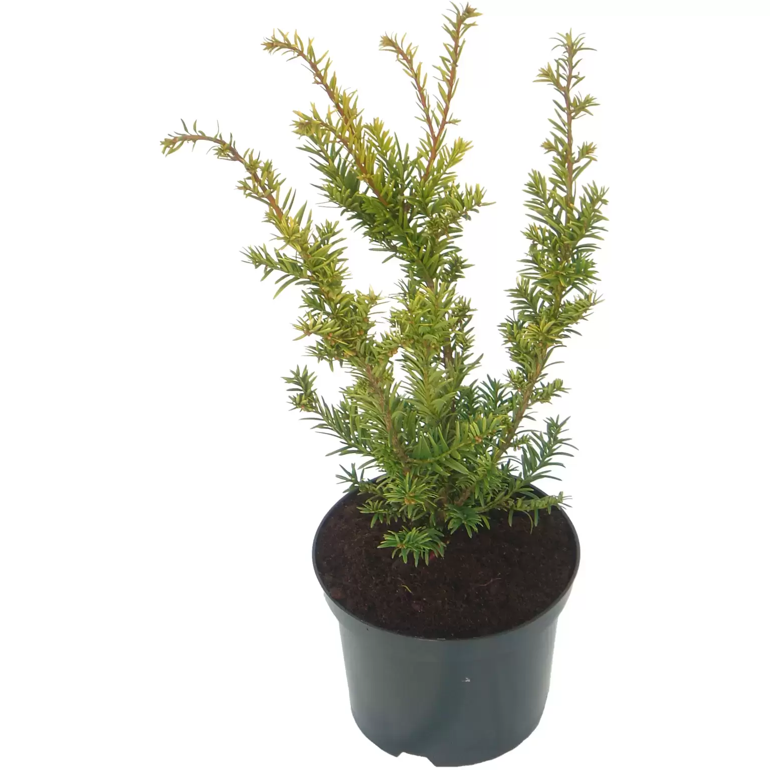 Taxus baccata 'Semperaurea' 1L - Cowell's Garden Centre | Woolsington
