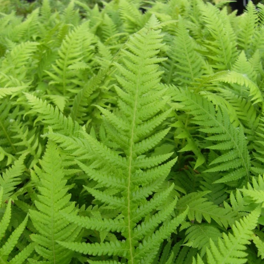 Thelypteris decursive-pinnata - Cowell's Garden Centre | Woolsington