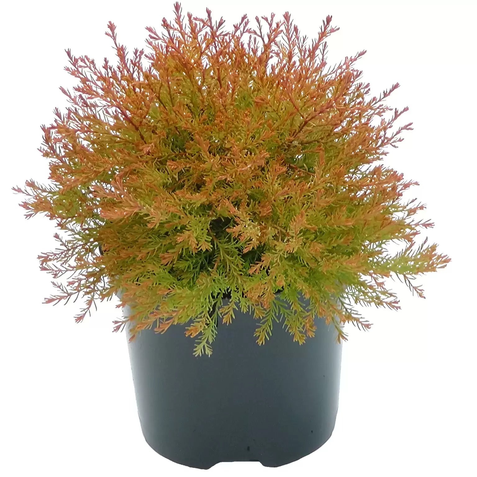 Thuja occidentalis 'Fire Chief' 1L - Cowell's Garden Centre | Woolsington