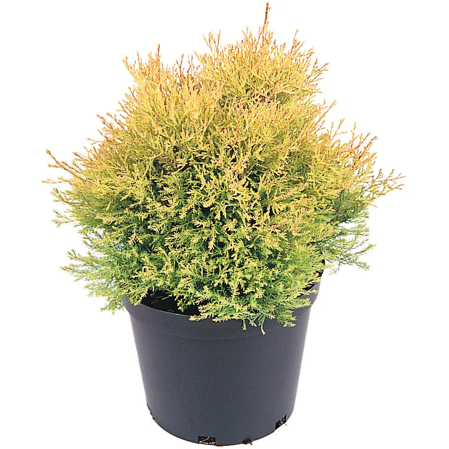 Thuja occidentalis 'Rheingold' 1L - Cowell's Garden Centre | Woolsington