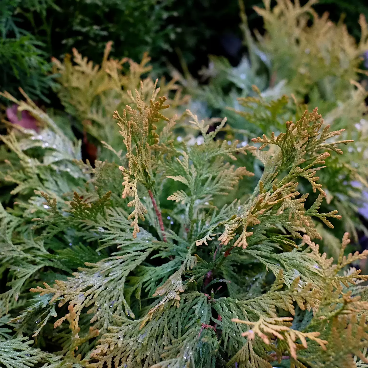 Thuja occidentalis 'Sunkist' 1L - Cowell's Garden Centre | Woolsington