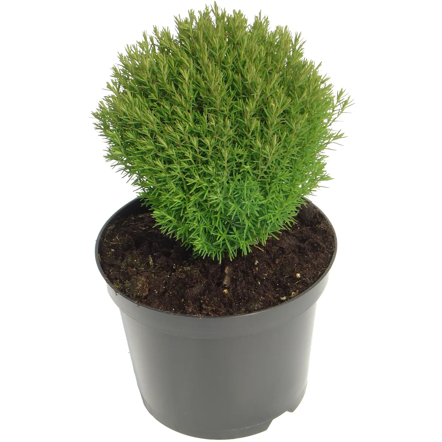 Thuja occidentalis 'Teddy' 1L - Cowell's Garden Centre | Woolsington