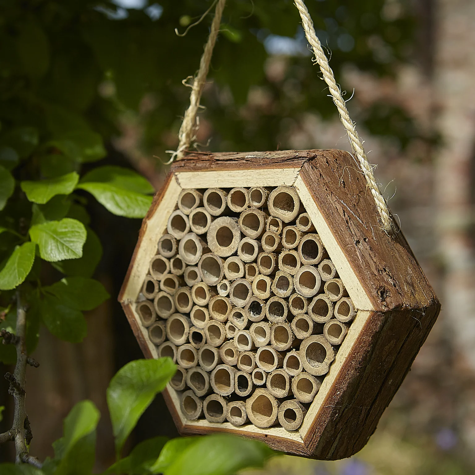 Bee Honeycomb A Hive Of Activity: New Sensors Detect Campus Bee Data