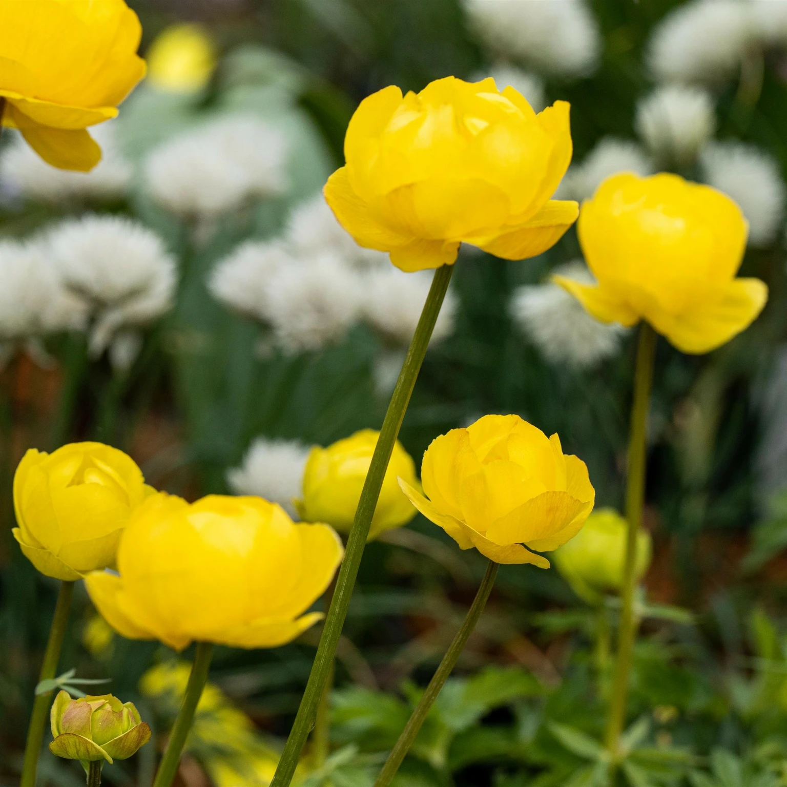 Trollius 'Lemon Supreme' 1L - Cowell's Garden Centre | Woolsington