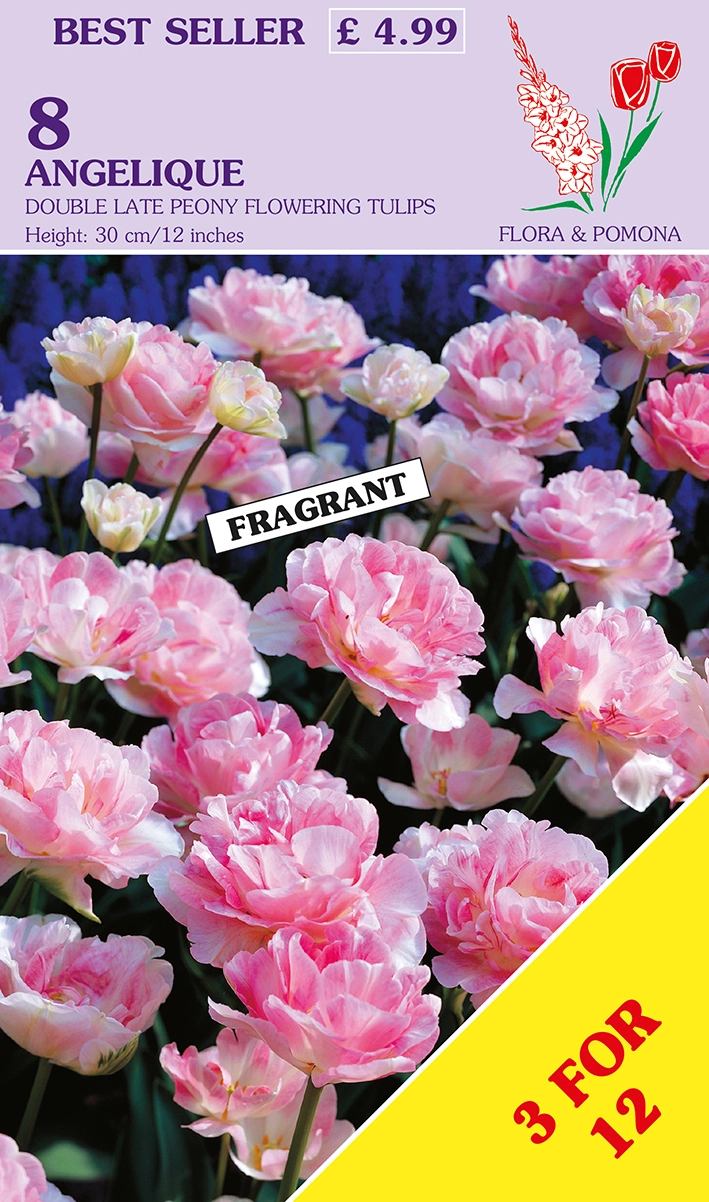 Tulip Angelique - Cowell's Garden Centre | Woolsington