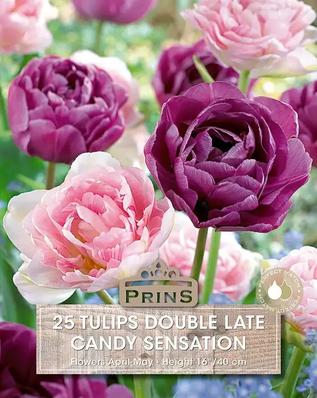 Tulip Candy Sensation - Cowell's Garden Centre | Woolsington