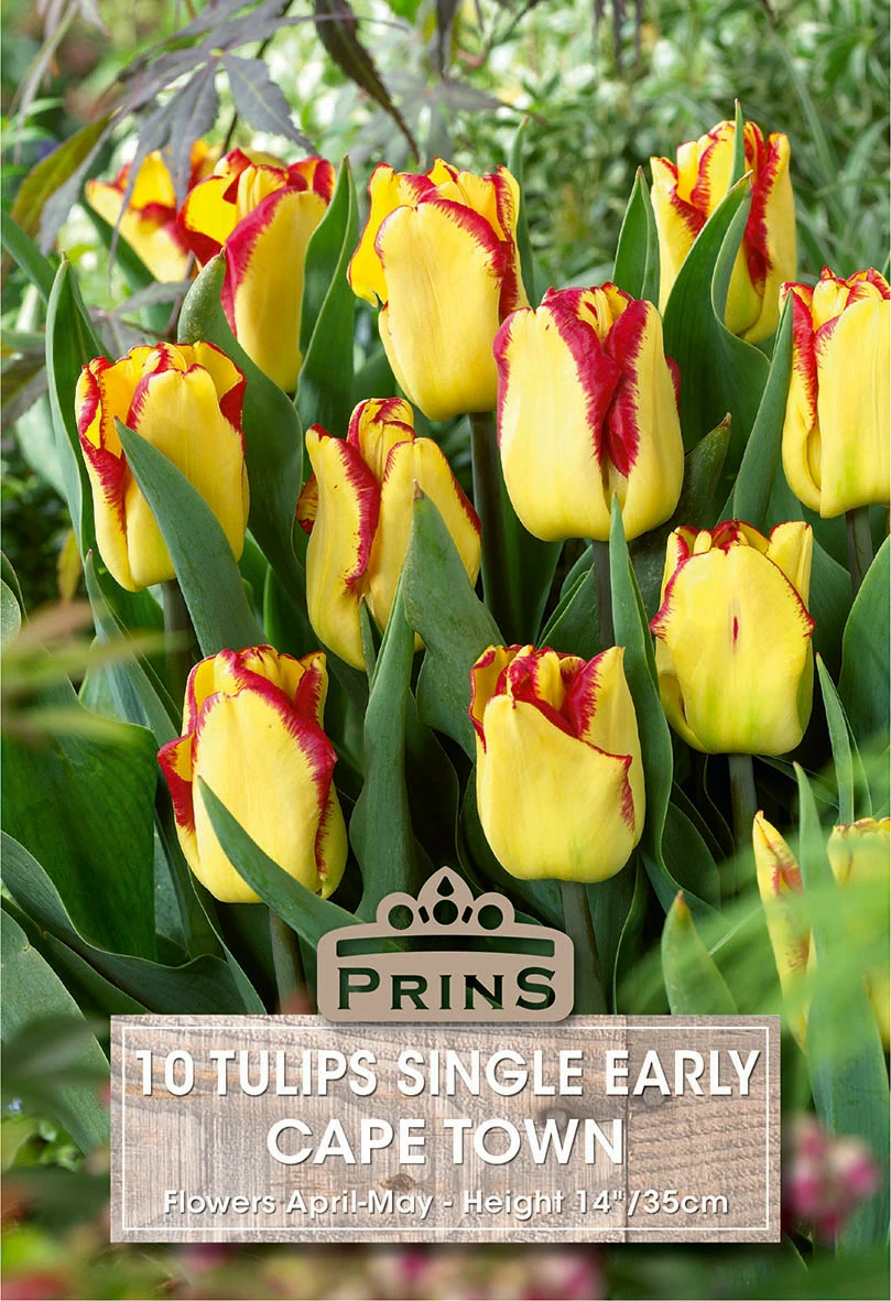 Tulip Cape Town - Cowell's Garden Centre | Woolsington