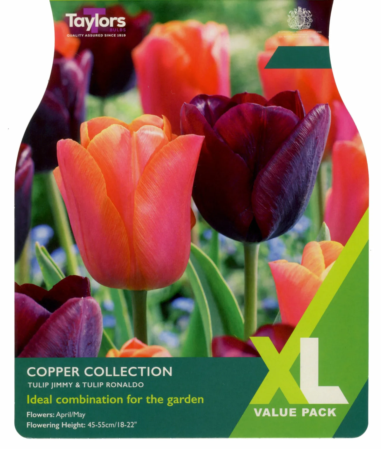 Tulip Copper Collection - Cowell's Garden Centre | Woolsington