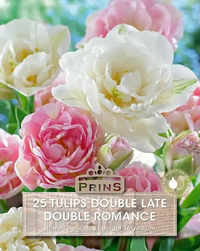 Tulip Double Romance Mix - Cowell's Garden Centre | Woolsington