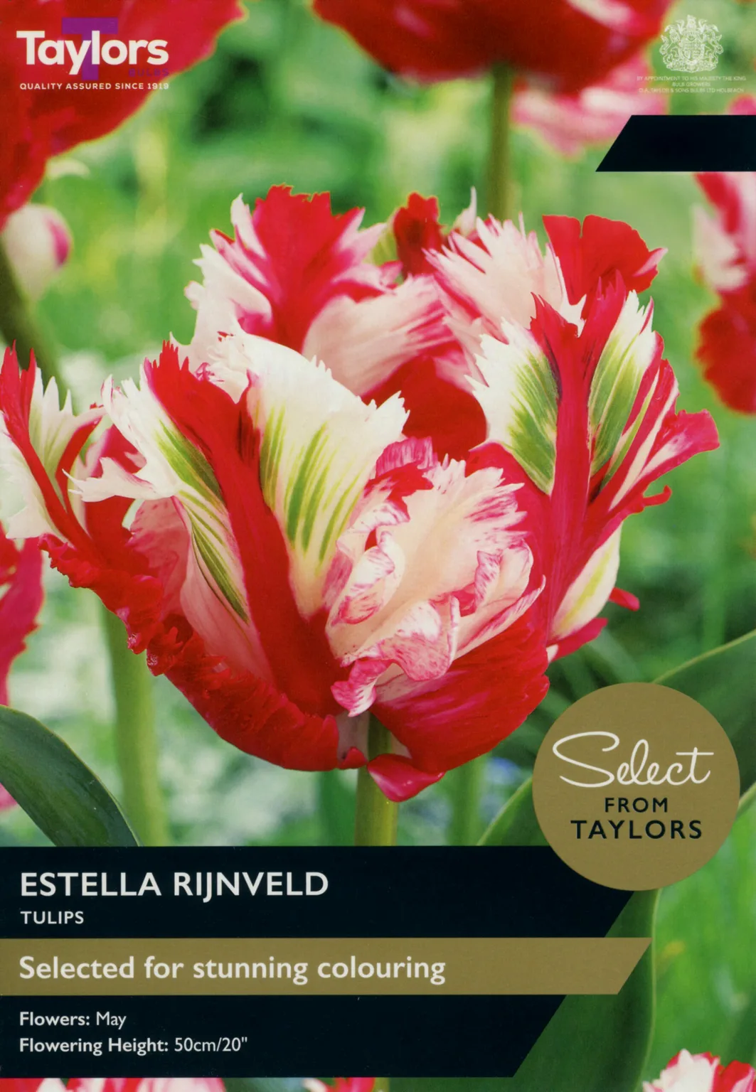 Tulip Estella Rijnveld - Cowell's Garden Centre | Woolsington