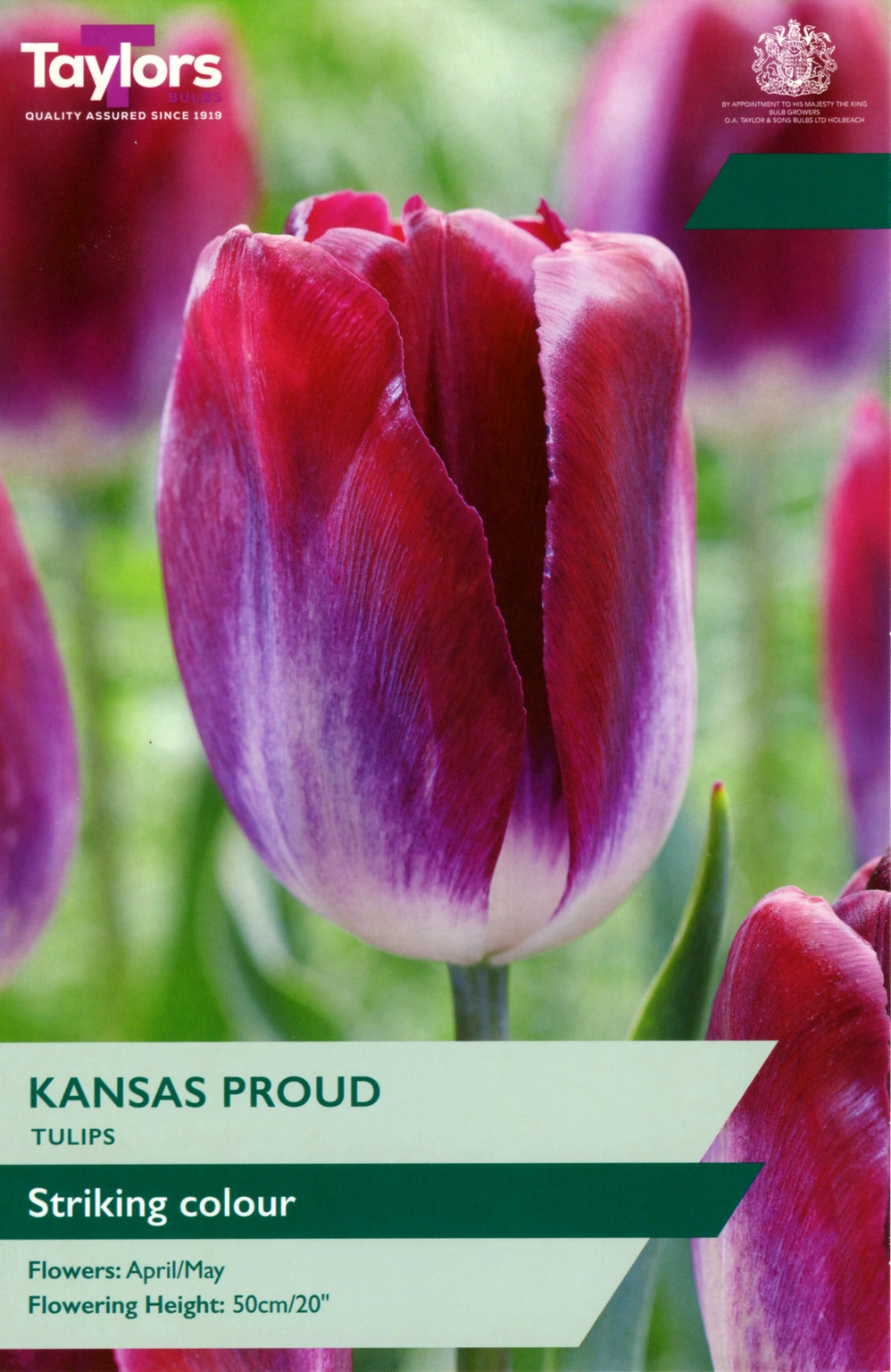 Tulip Kansas Proud - Cowell's Garden Centre | Woolsington