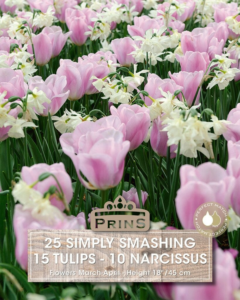 Tulip & Narcissus Simply Smashing Mix - Cowell's Garden Centre | Woolsington