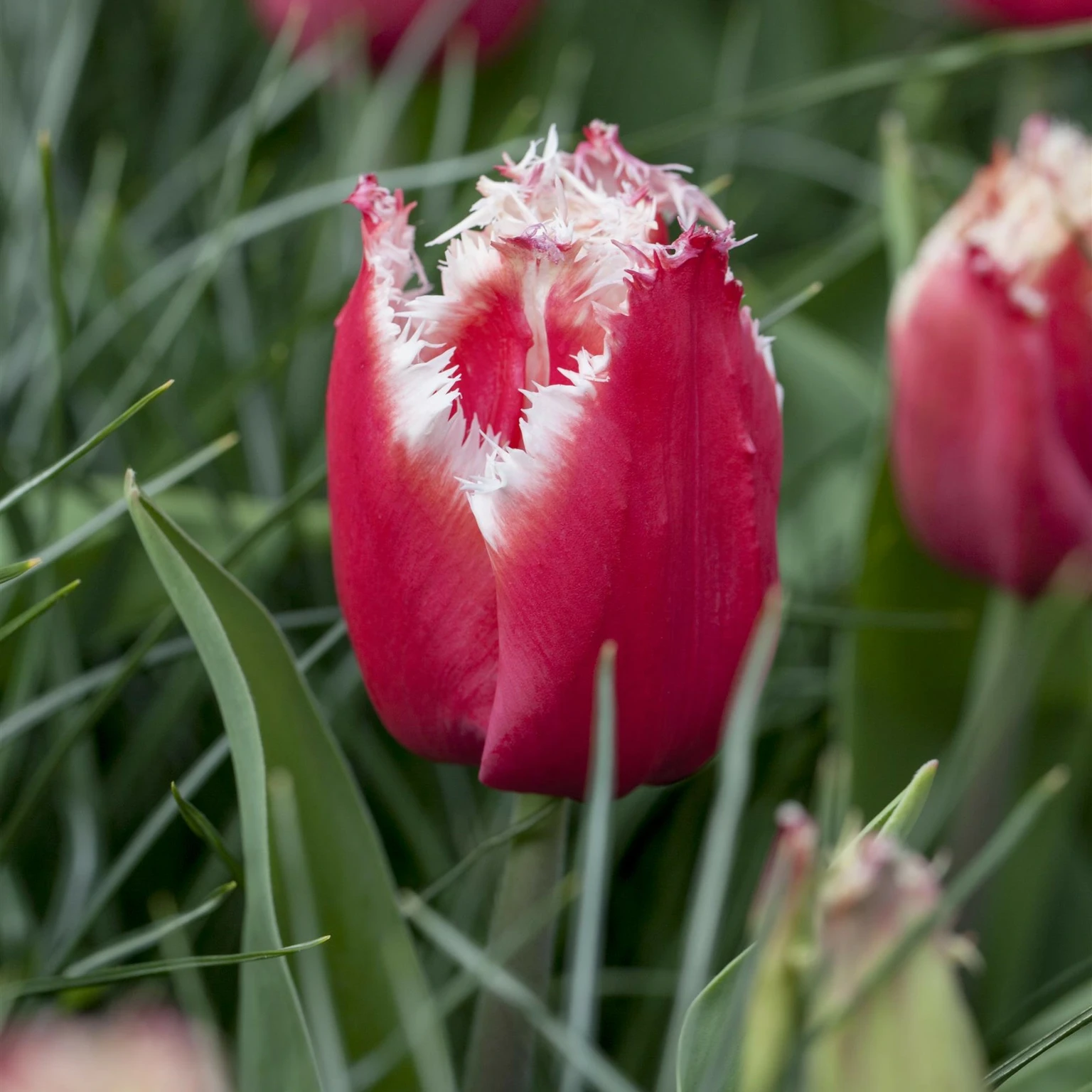 Tulip 'New Santa' 1L - Cowell's Garden Centre | Woolsington