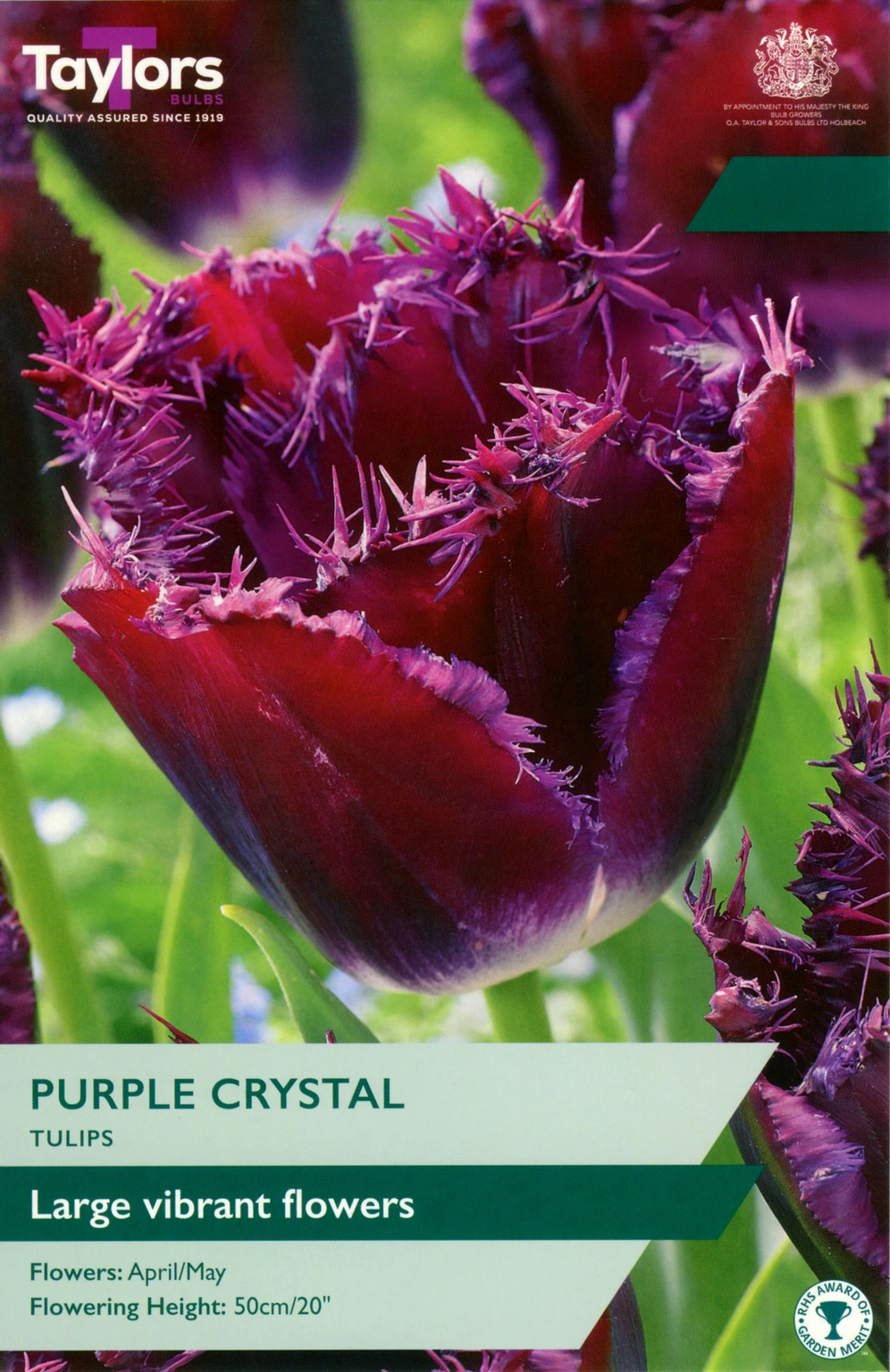 Tulip Purple Crystal - Cowell's Garden Centre | Woolsington