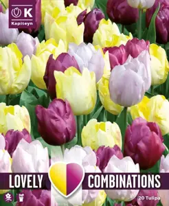 Tulip Purple & Yellow Mix - Cowell's Garden Centre | Woolsington