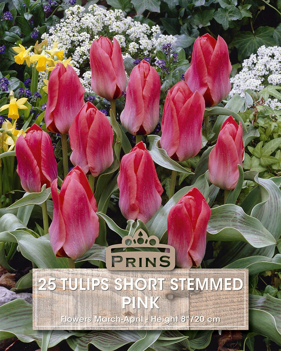 Tulip Short Stemmed Pink - Cowell's Garden Centre | Woolsington